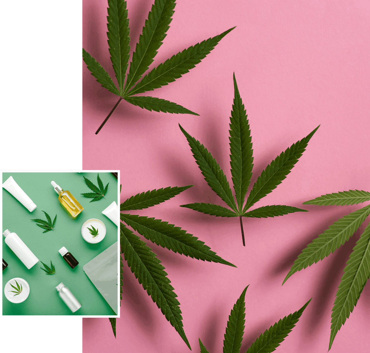 Premium Cannabis | Bud Commander